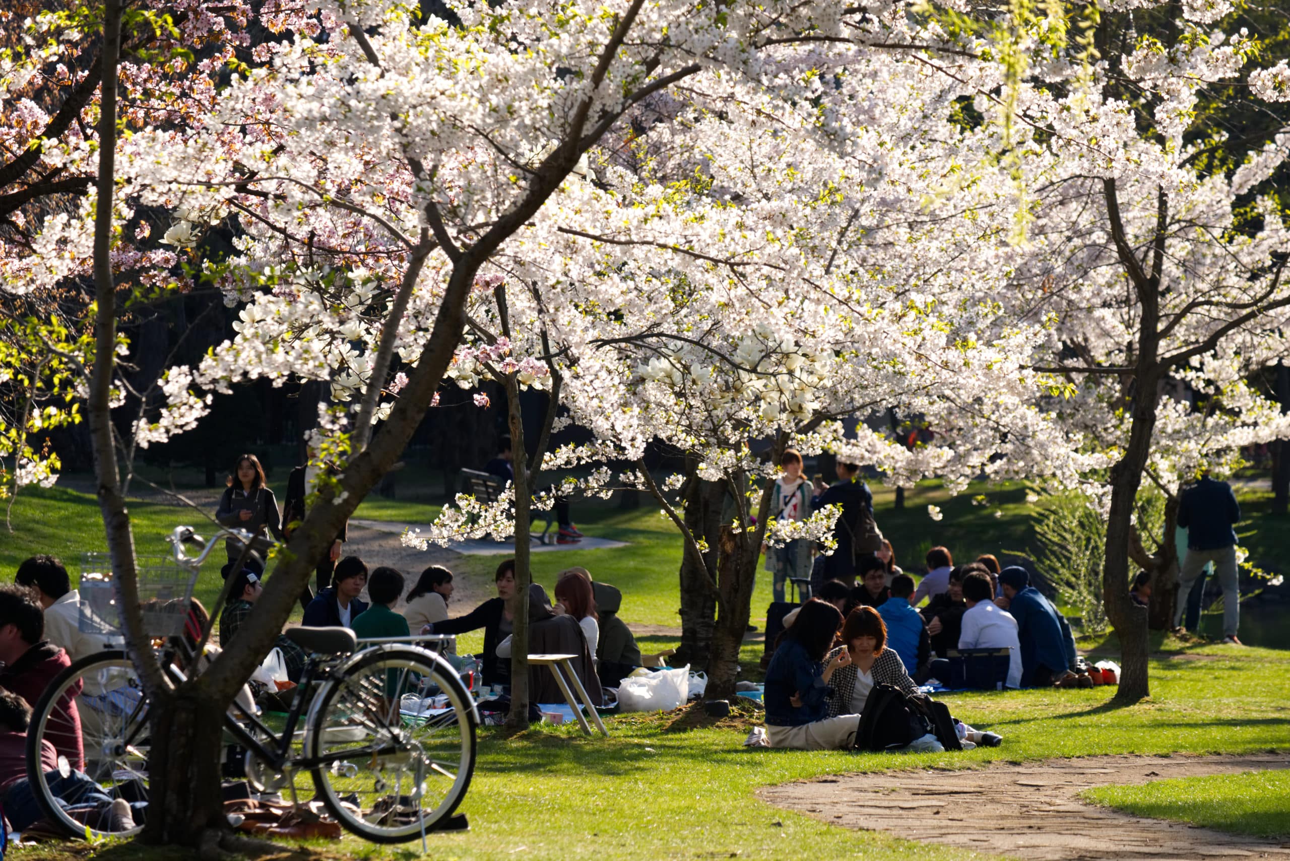 Book Online Hanami Experience | Arigato Travel